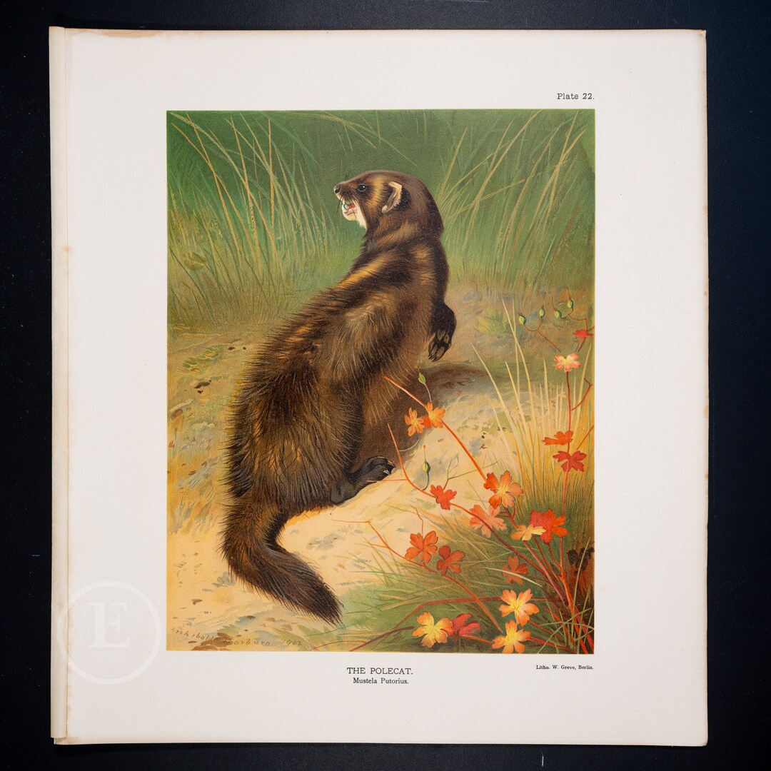 POLECAT / Authentic Chromolithograp Print "the Mammals of Great Britain and Ireland" by John ...