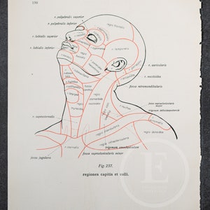Human Body Part, Rear View / Head and Neck / Human Anatomy ...
