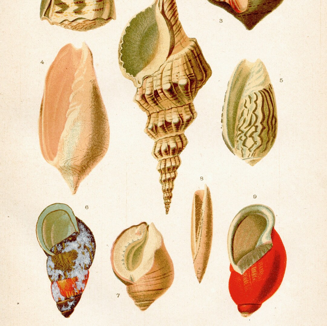 Sea Shells, Conchs, Mollusks, Sea Snails, Marine Gastropods Original ...