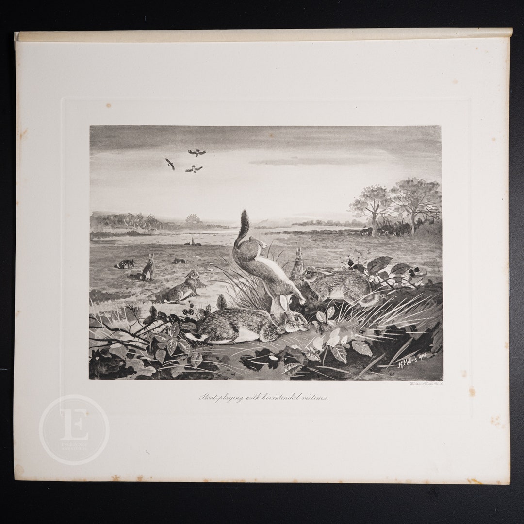 Stoat Playing With Its Victims / Heliogravure Etching "the Mammals of ...