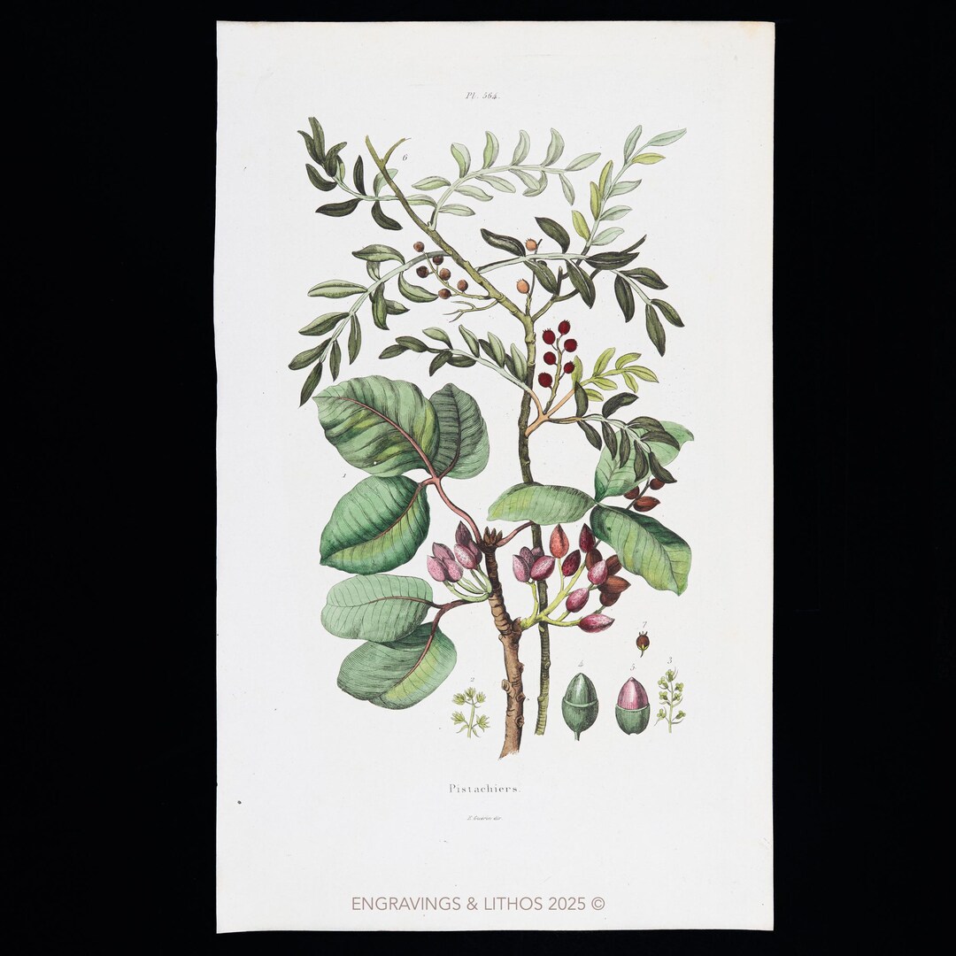 1846 PISTACHIO TREE – Original Engraving From Guerin Natural History ...