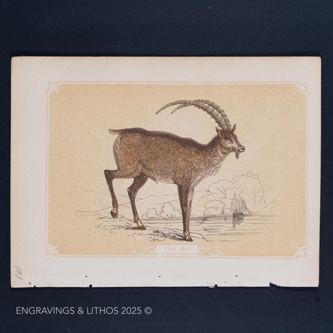 1851 THE IBEX – Antique Lithograph – Original the Natural History of ...