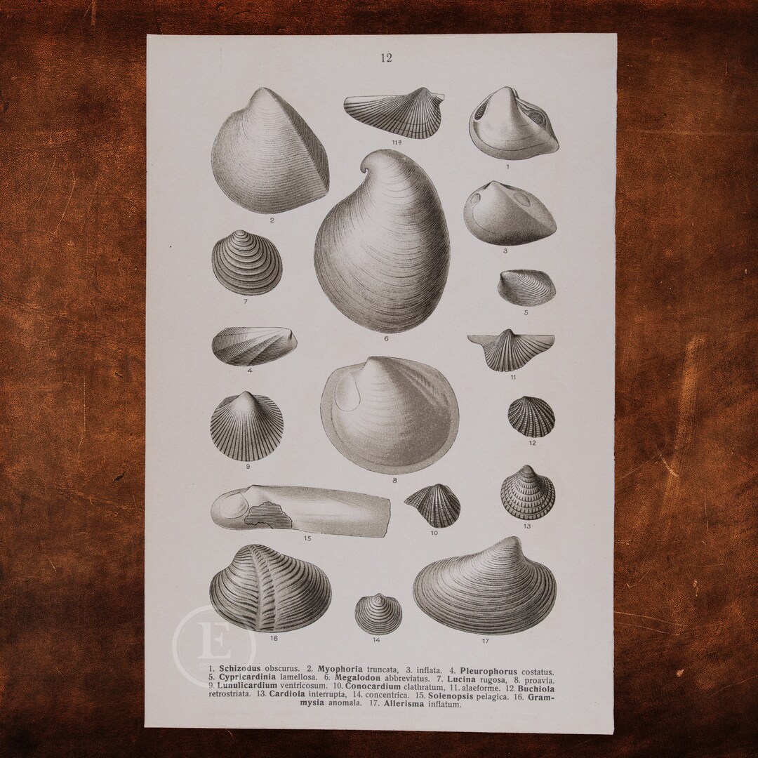 BIVALVES: Schizodus, Myophoria, Megalodon, Lucine, Buchiola, Cardiola ...