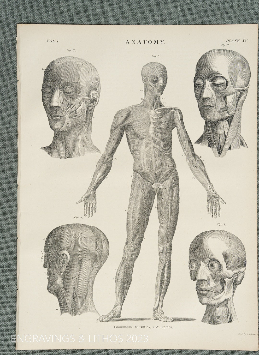 Human Anatomy - RARE ORIGINAL PRINT From Encyclopedia Britannica 1878 ...