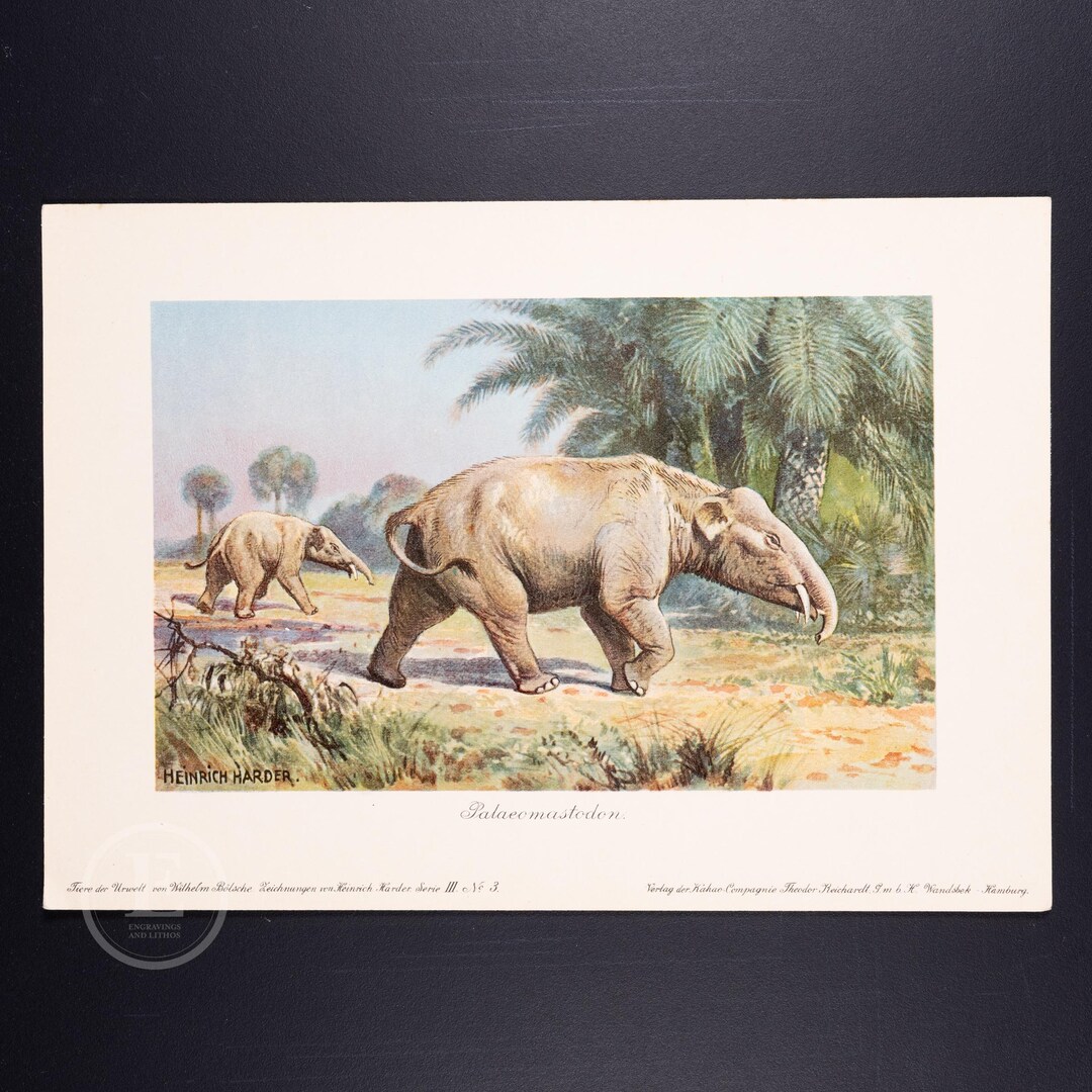 1911 PALAEOMASTODON, Developmental Form of the Elephants - Original ...