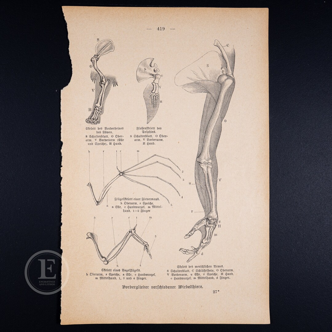 Forelimbs of Different Vertebrates: Lions, Dolphins, Humans - Original ...