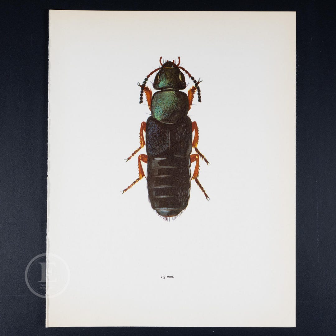 Yellow-footed ROVE BEETLE - Color Offset Vintage Lithography of Beetles ...