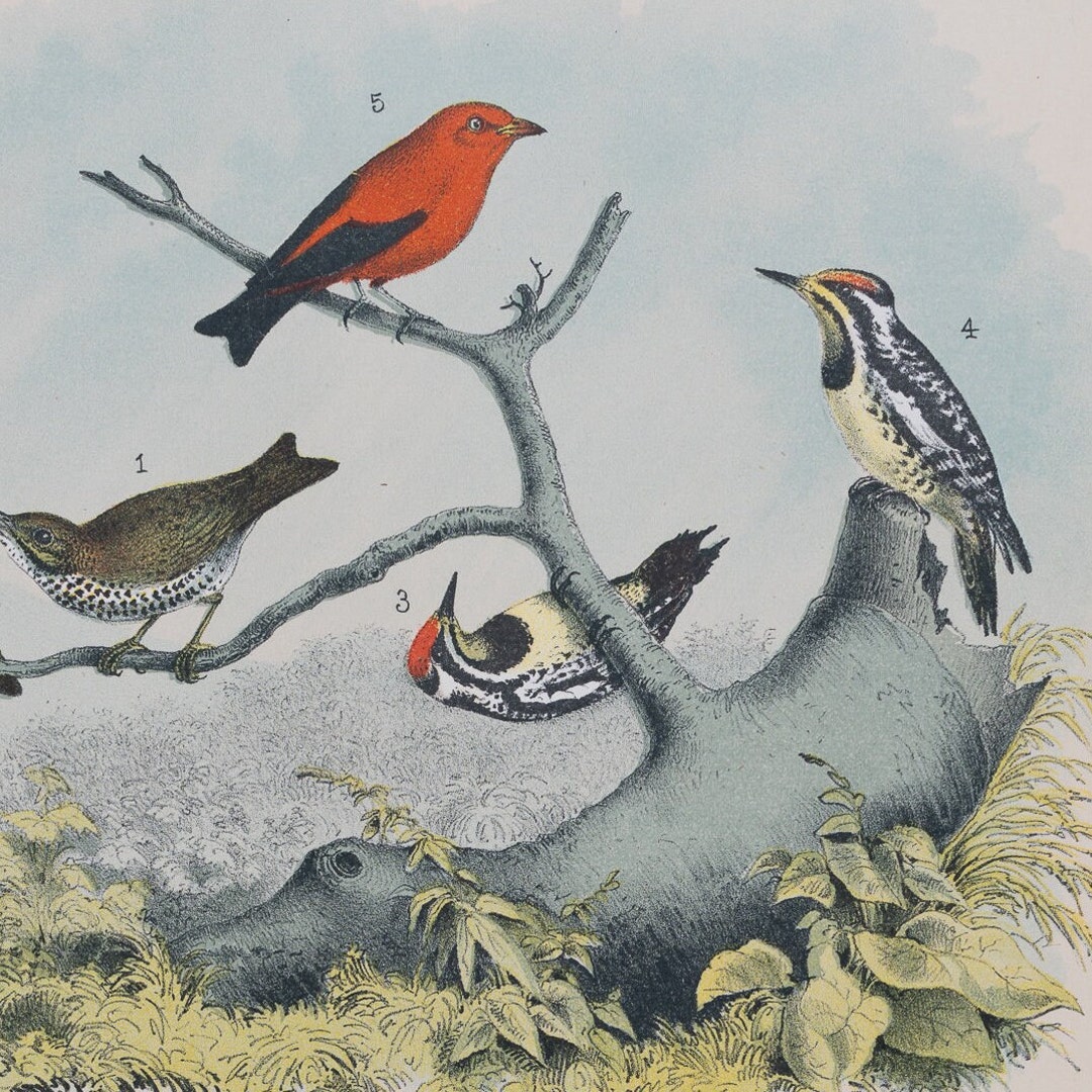 1878 Woodpecker, Wood Cock, Wood Thrush, Tanager Original ...