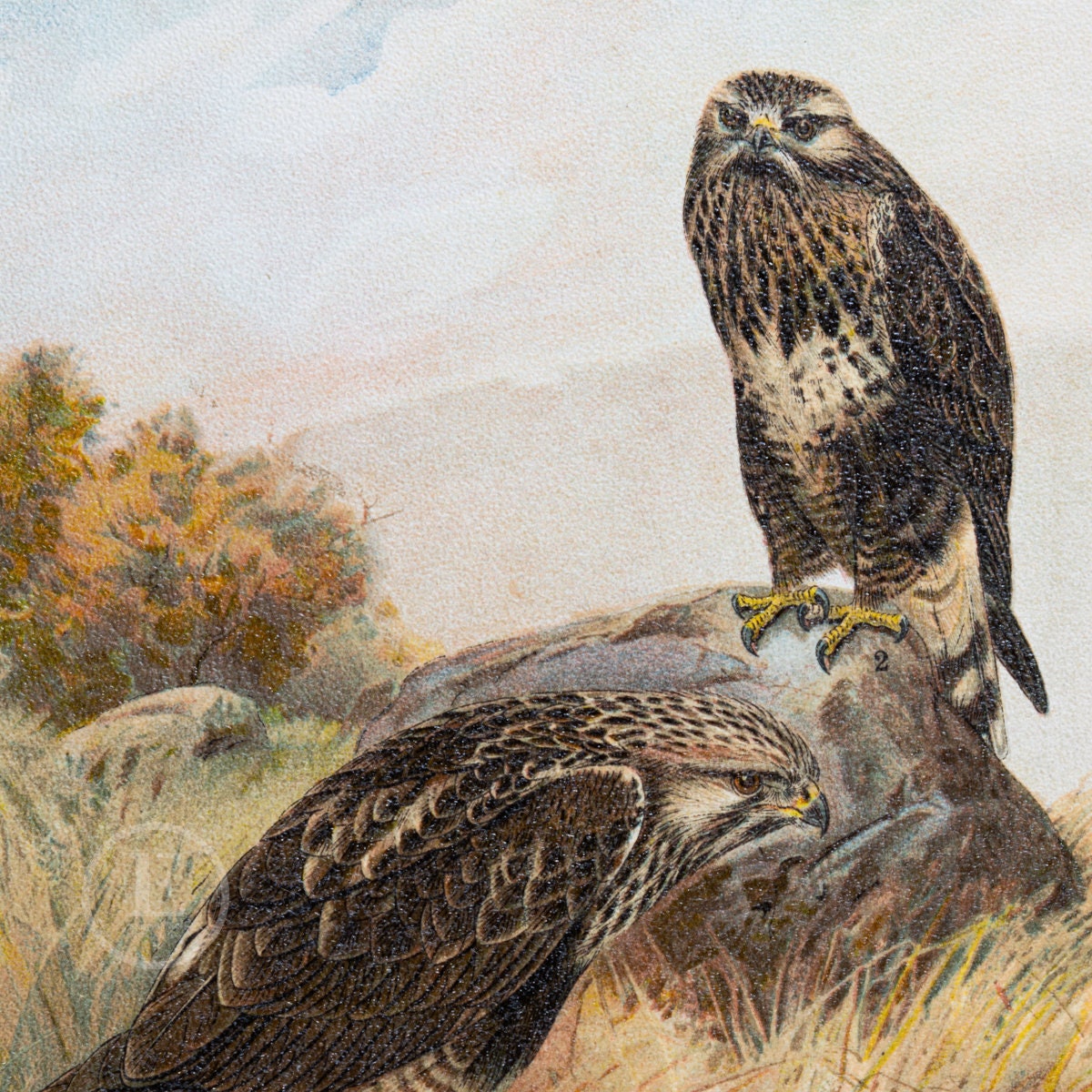 1901 ROUGH-LEGGED BUZZARDS - Original Chromolithograph Antique ...