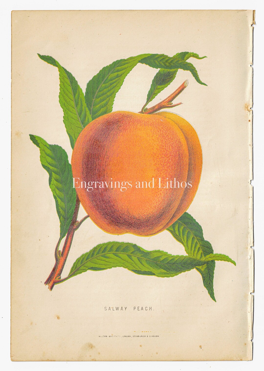 SALWAY PEACH - Original Print Out of the Book "the New Practical ...