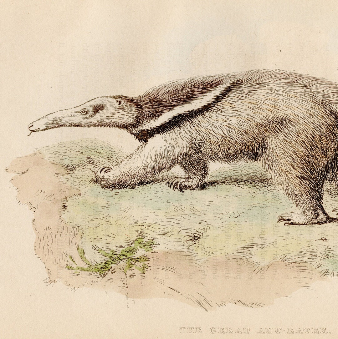 Great Ant-eater - Original Engraving From a Nature French Book of ...