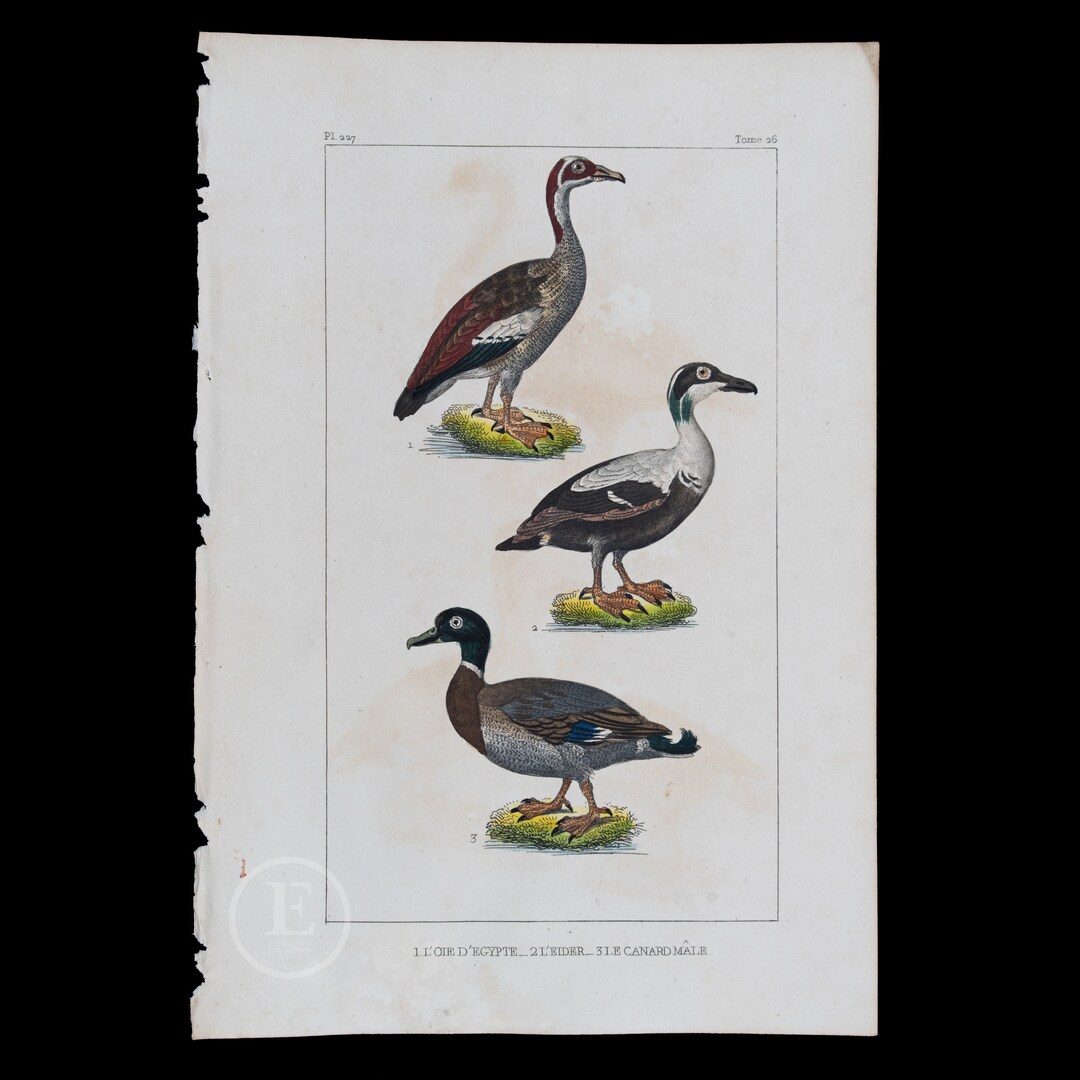 1829 - Egyptian Goose, Common Eider and Mallard – Hand-colored Steel ...