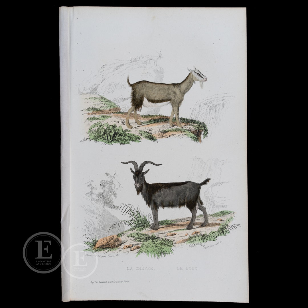 1845 GOATS: Female and Male - Authentic Steel Engraving and Hand ...