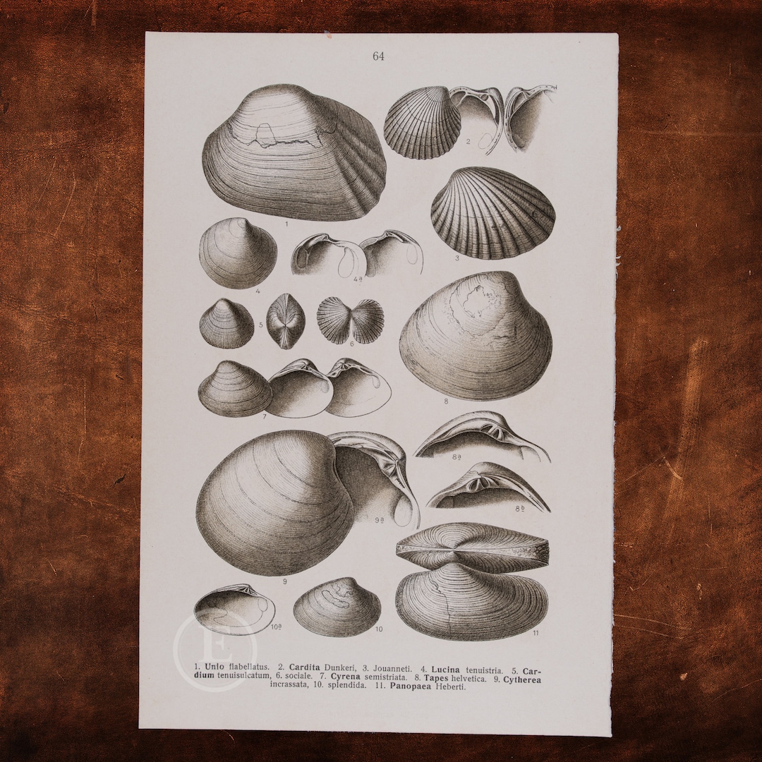 FOSSILS of BIVALVES and COCKLES: Unionid, Venus Clams, Carpet Shells ...