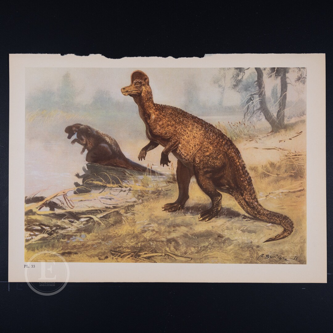 Corythosaurus: Duck-billed Dinosaur From Late Cretaceous Era - Original ...