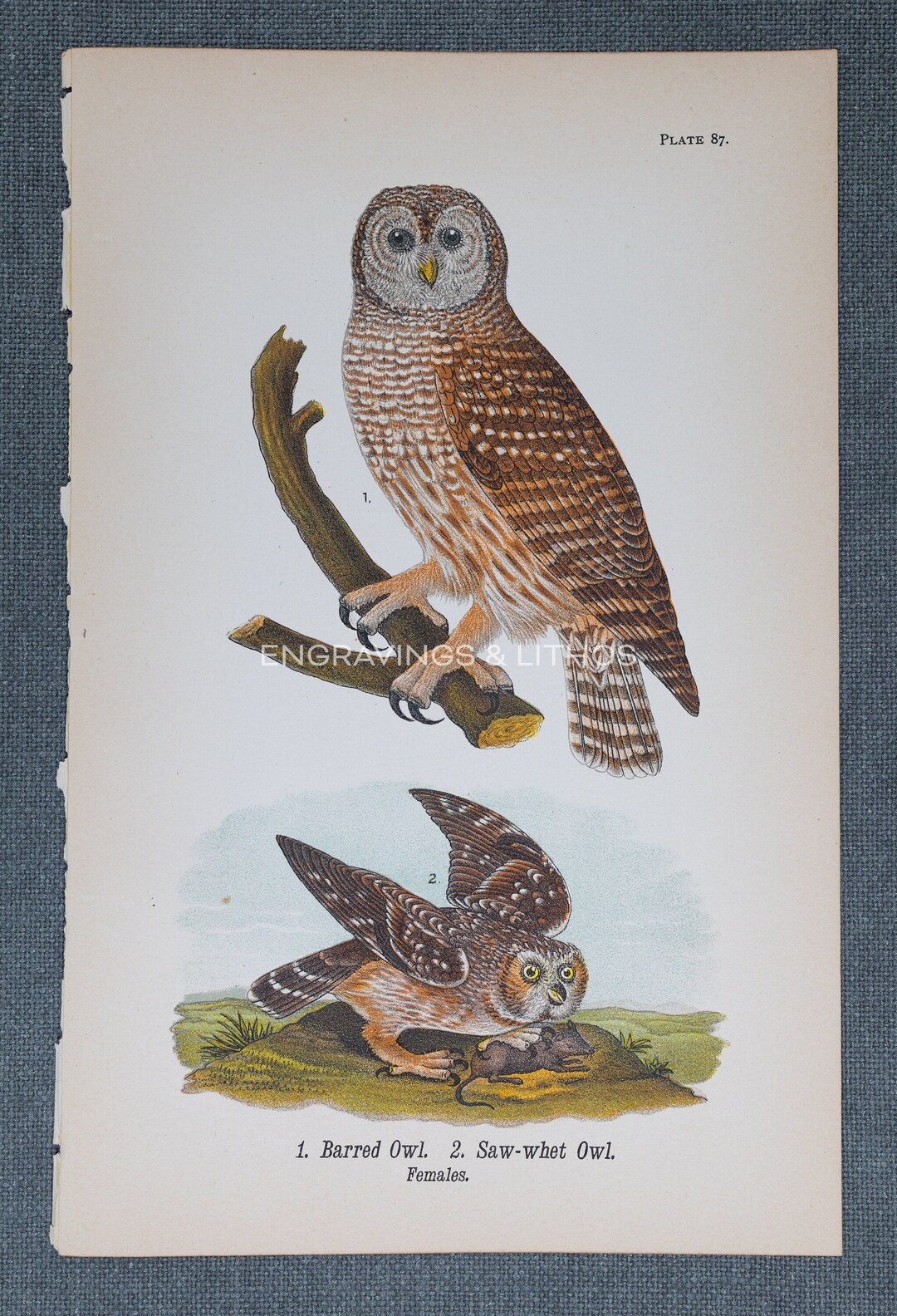 Barred Owl and Saw-whet Owl - Print Lithography From Report on the ...