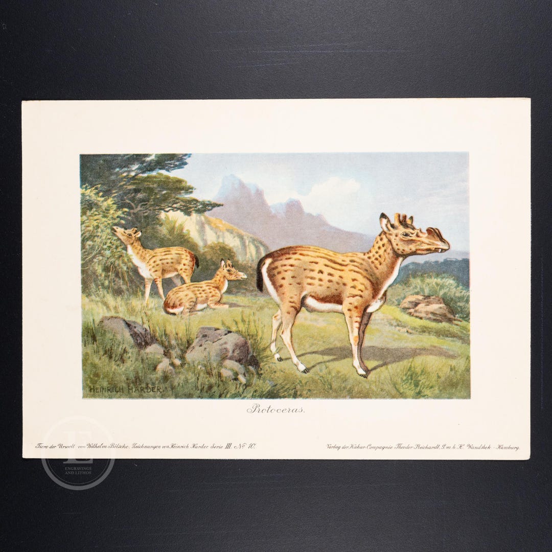 1911 PROTOCERAS, Extinct Mammal From the Miocene Epoch - Original From ...