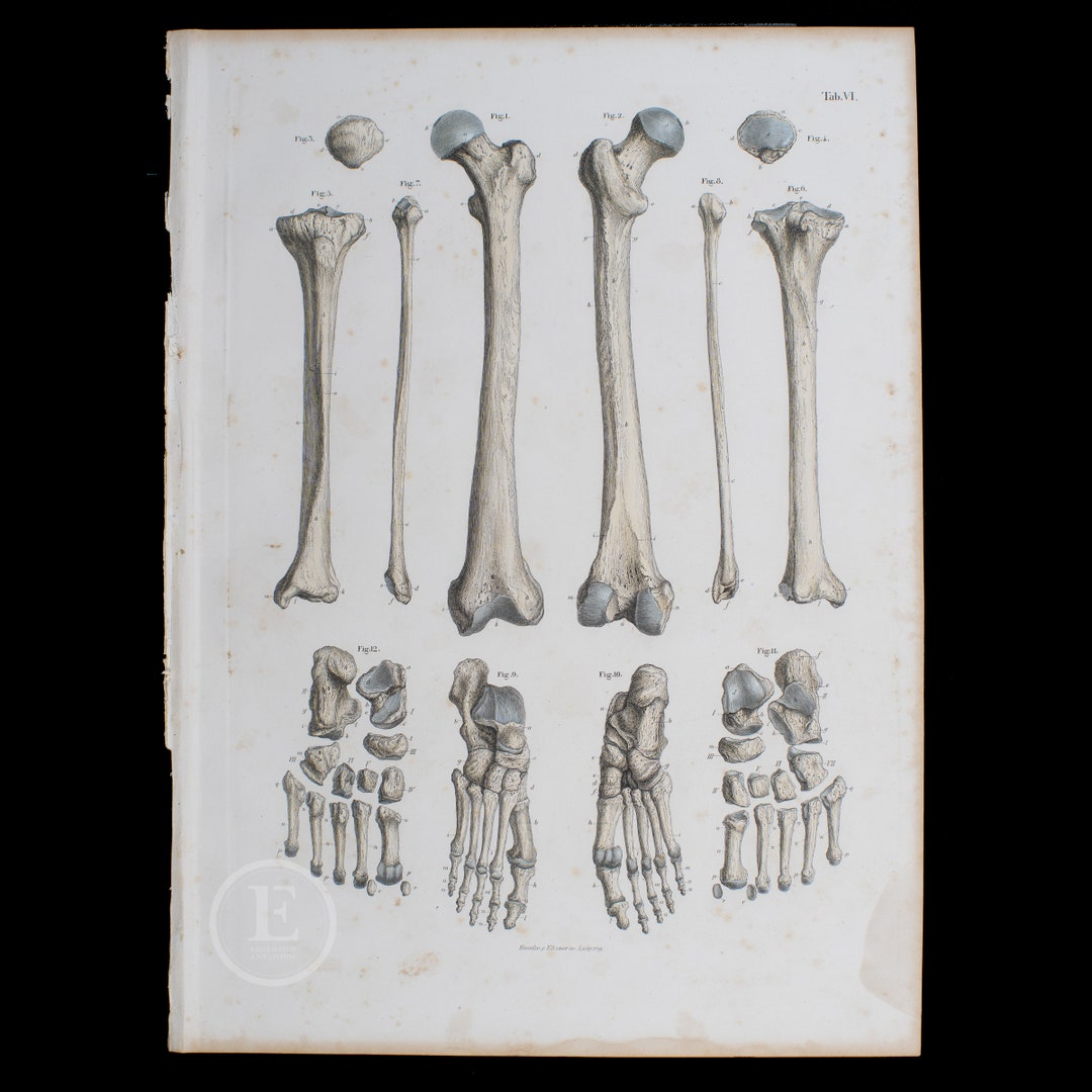 Bones of the Lower Limb Original Steel Engravings From a 1860 German ...