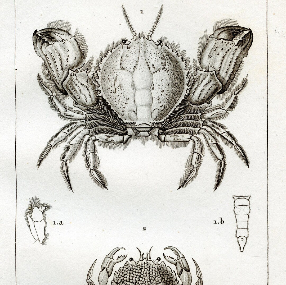1825 - Circular Crab, Portunus Crab / Very RARE Engraving - Almost 200 ...