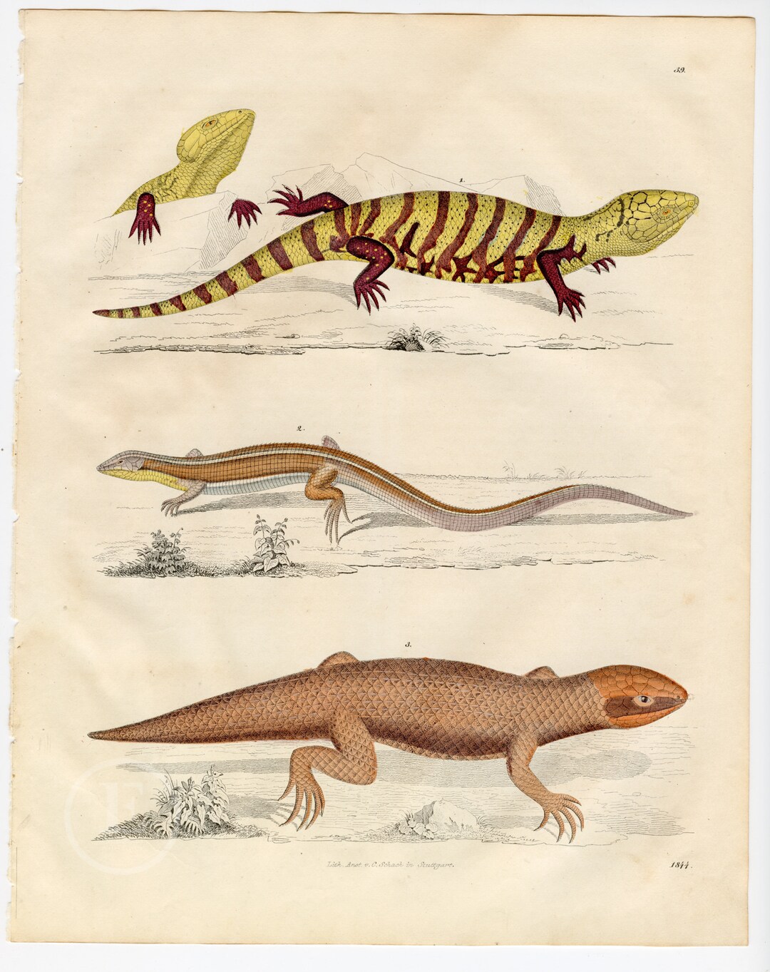 1844 the Yellow-throated Circle-tooth, Furrow Lizard, Peron's Crust ...