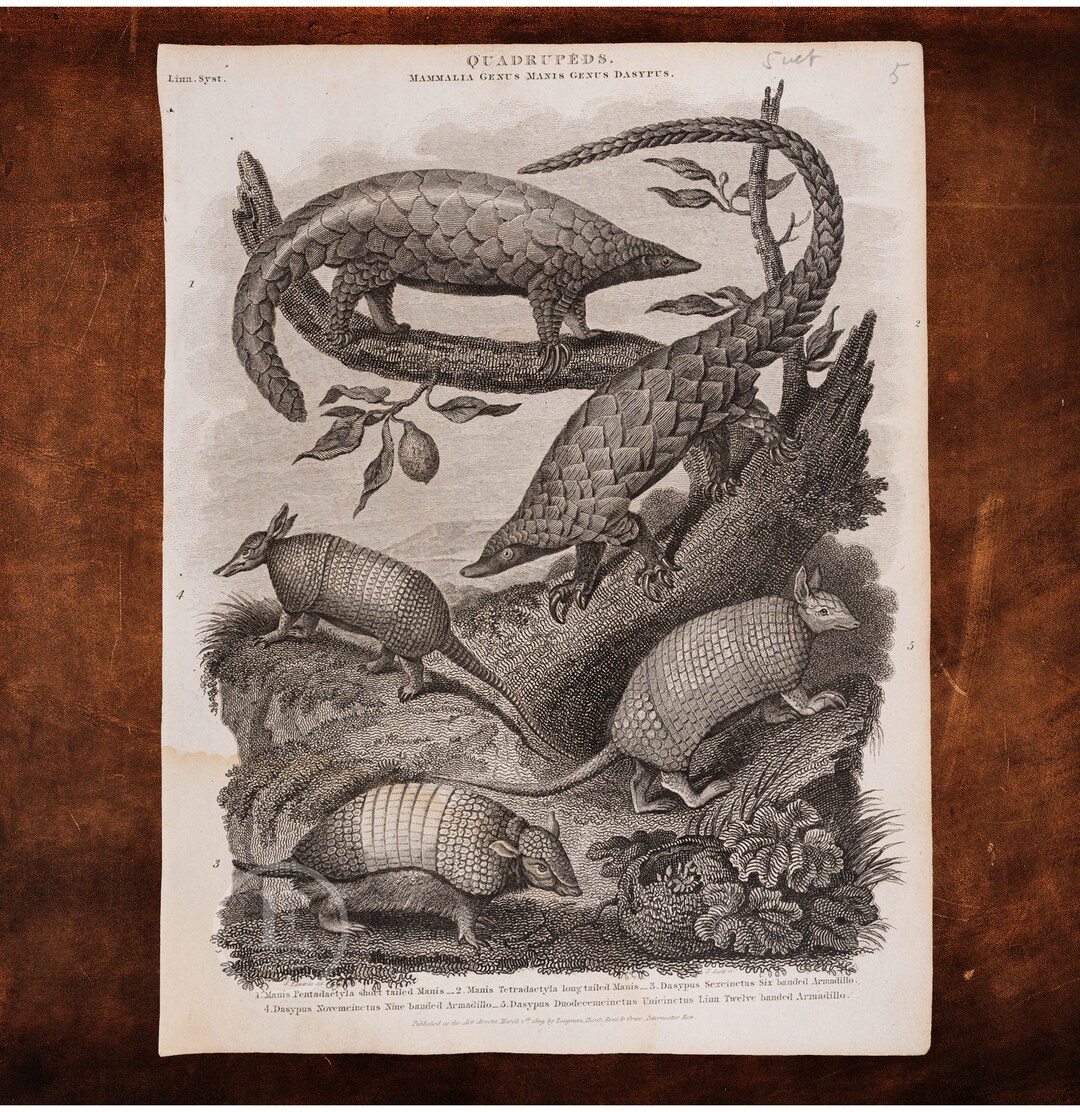 PANGOLIN, MANIS, ARMADILLO - Original Copper Engraved Print "the Oxford ...