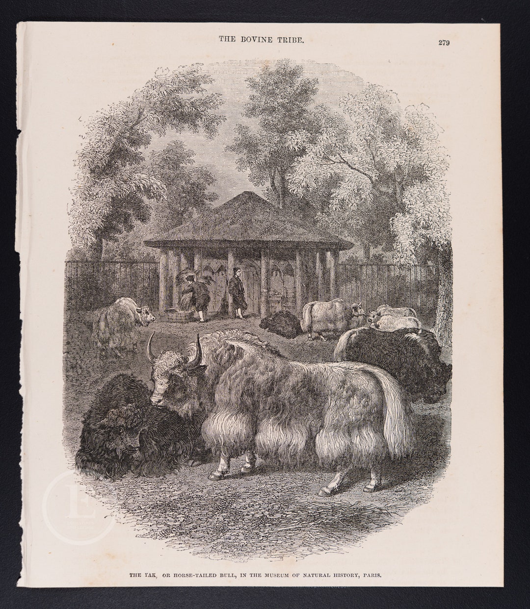 1857 THE YAK - Original Steel Engraving From Cassell's Popular Natural ...