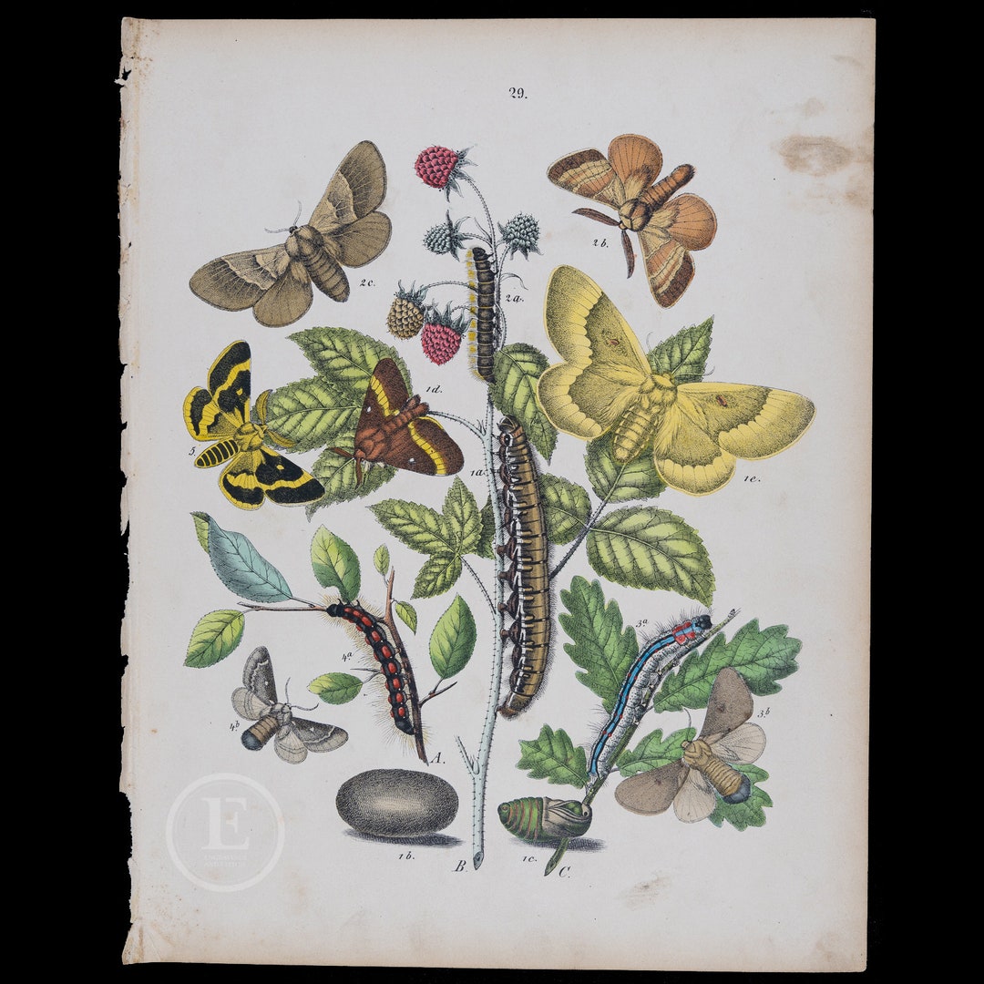 Lappet Moths Very Rare Plate From 1882 of European Butterflies and ...