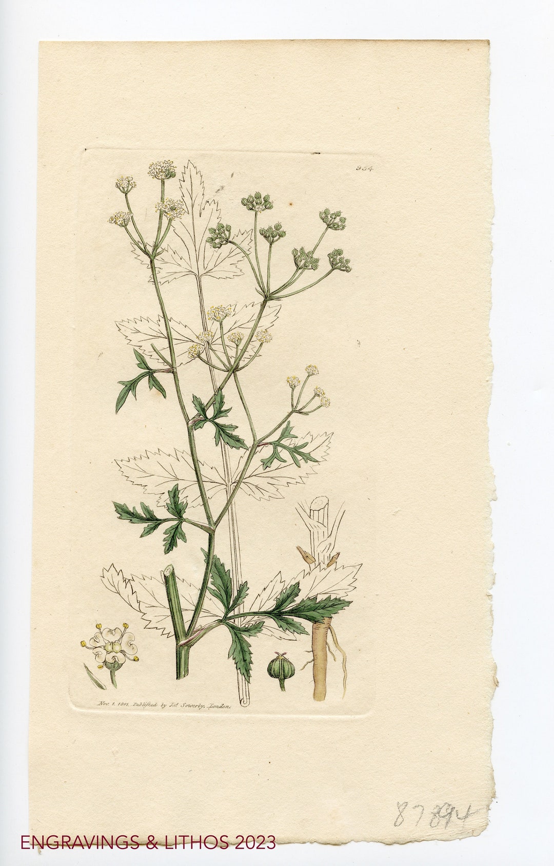 Stone Parsley - Sison Amomum - Original Print Out of the Book "english ...