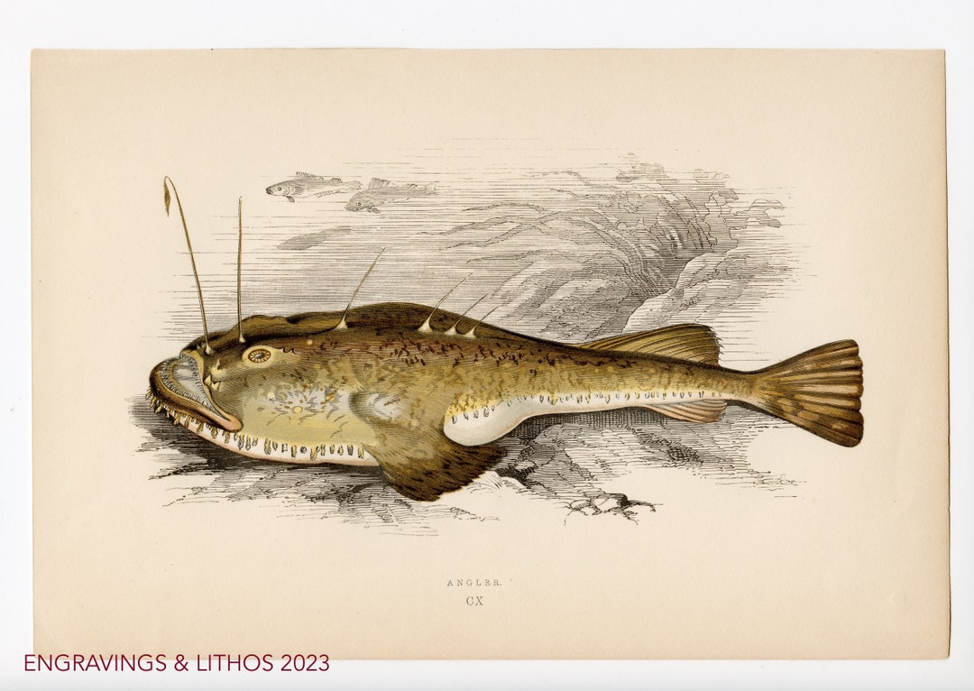 1894 Angler Fish - Original Chromolithography From British Fresh Water ...