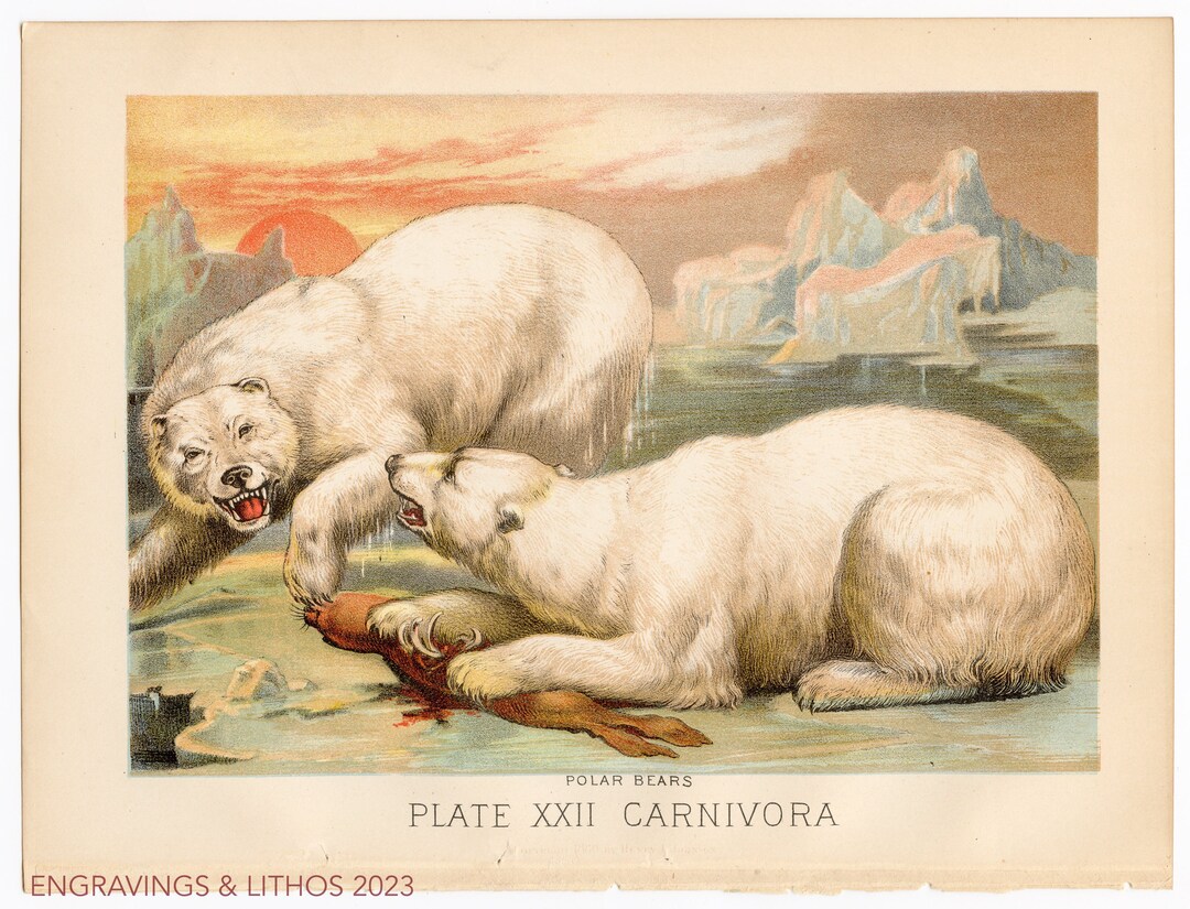 1880 - Polar Bears - Original Litho From "johnson's Household Book ...