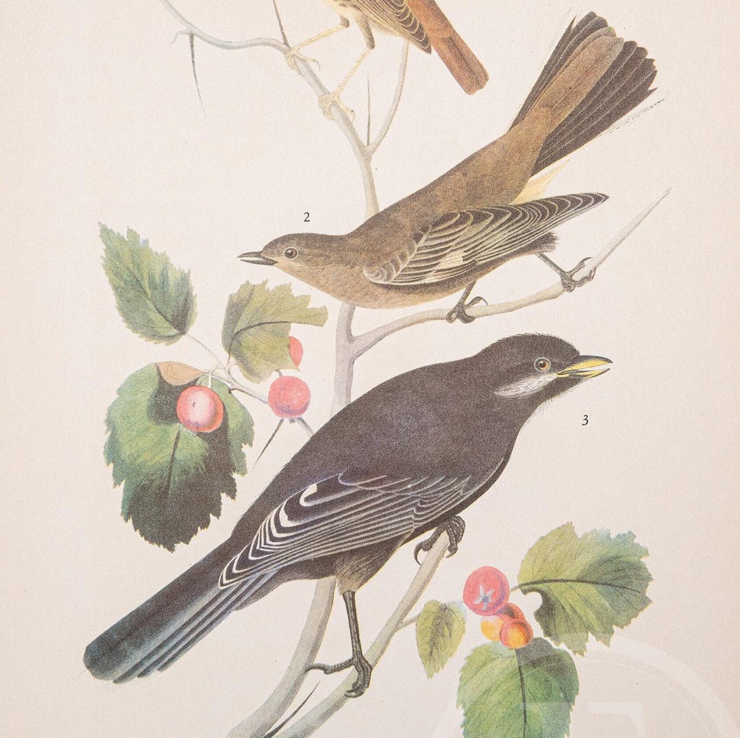 1937 Thrush, Solitaire, and Jay and Becoloresd Red-wing From "john ...