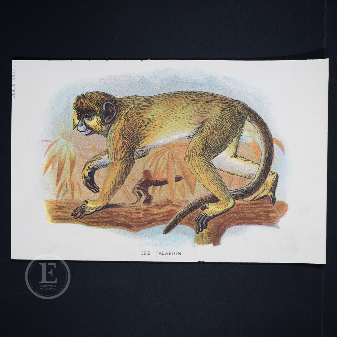 The Talapoin - Original Chromolithograph Published 1894-97, London for ...