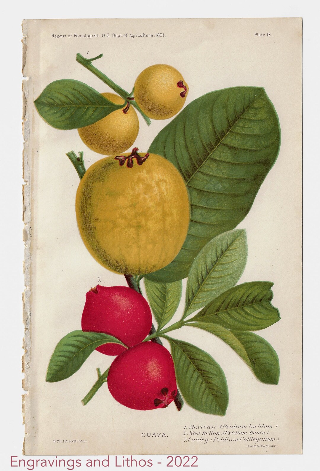 Guava - ORIGINAL PRINT Out of the Book "report of the Secretary of ...