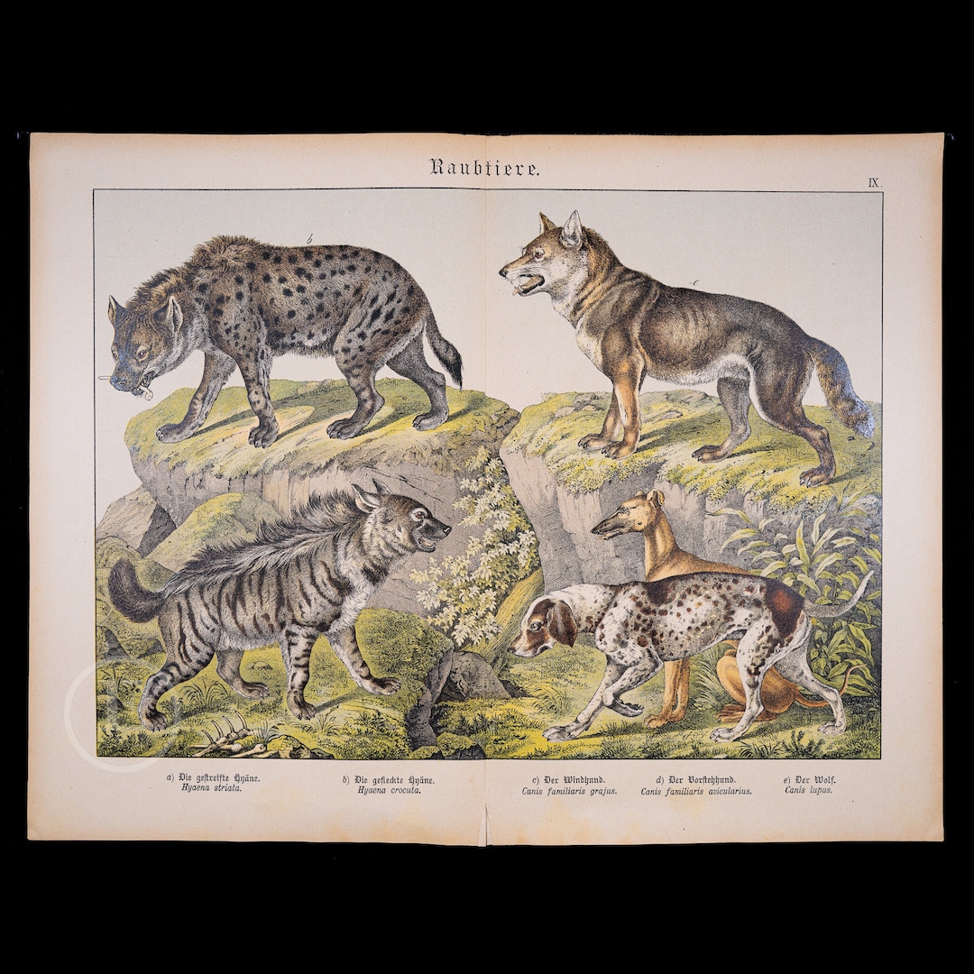 Stripped and Spotted Hyena, Fox, Wolf and Domestic Dog Original Very ...