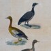 1840 GEESE: Brant, Upland, and Wild - Hand-colored Steel Engraving With ...