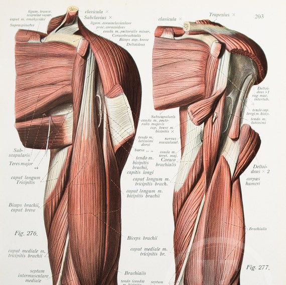 Superficial Muscles Of The Arm