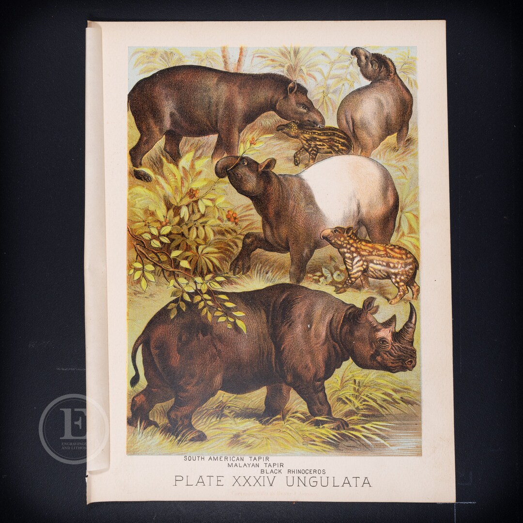 1880 - South American Tapir, Malayan Tapir, Black Rhinoceros - Original ...