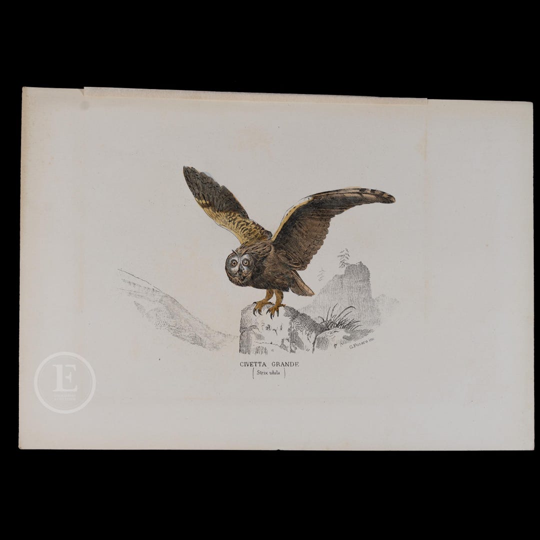 1877 GREAT HORNED OWL - Hand-colored Steel Engraving From “opere ...