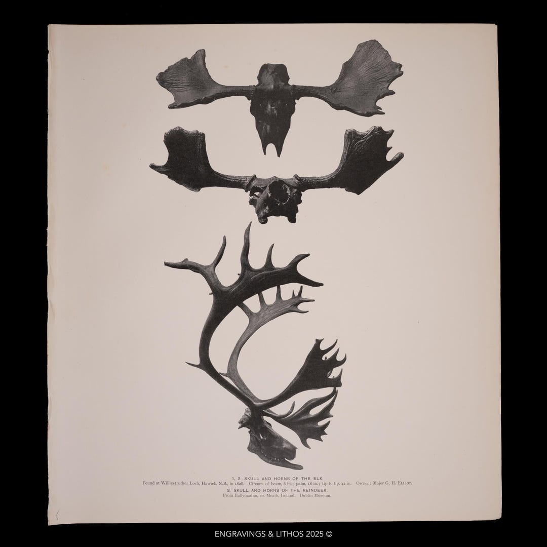 Skull and Horns of the Elk and Reindeer / Lithography "the Mammals of ...
