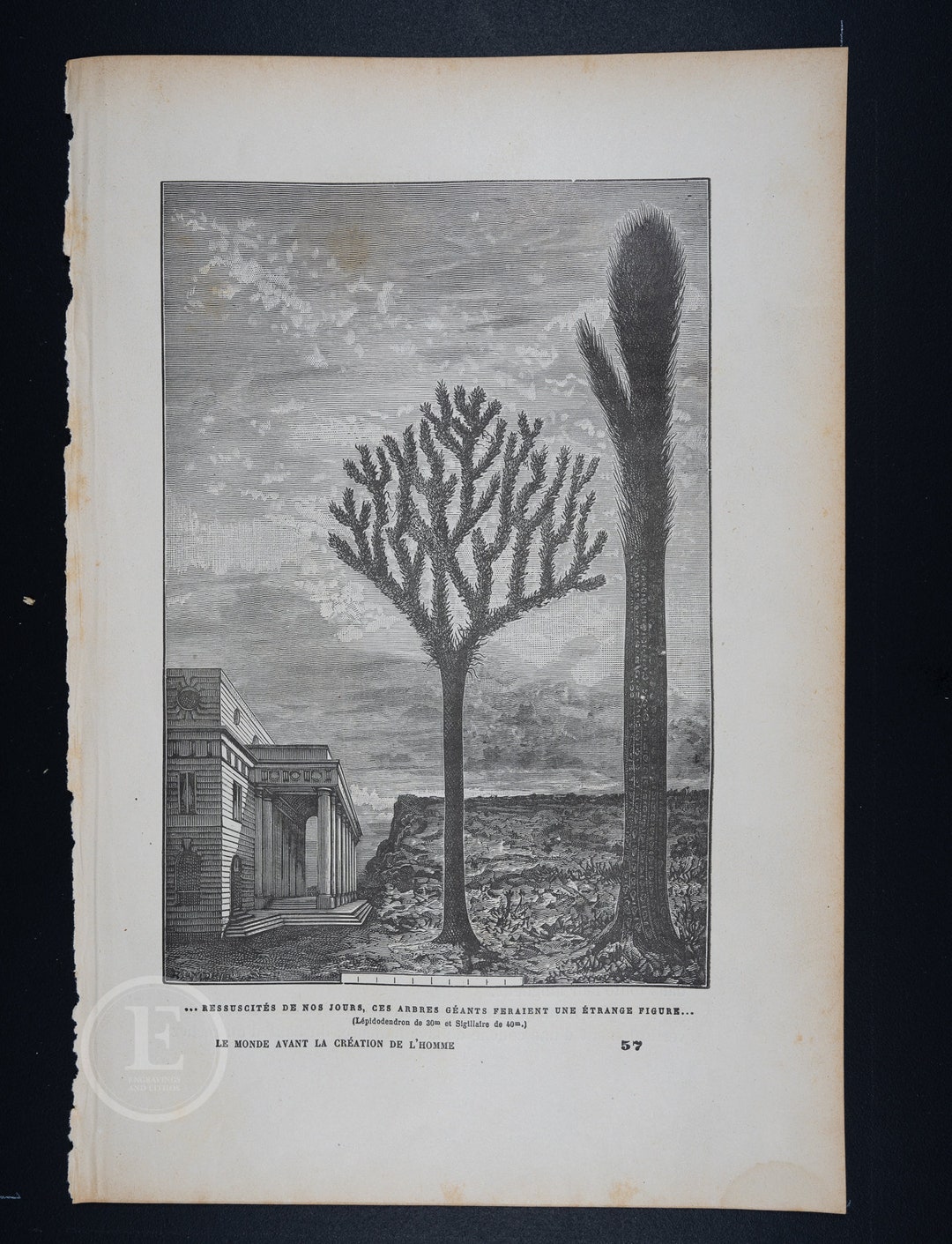 These Giant Trees Would Make a Strange Figure - Very Rare Color ...