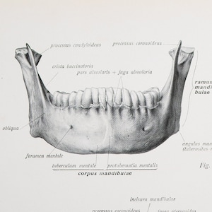 Lower Jaw/ Hyoid Bone / Human Anatomy - Descriptive Anatomy Book From ...