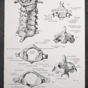 Cervical Vertebrae: Foramen, Atlas, Axis- Human Anatomy - Descriptive ...