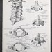Cervical Vertebrae: Foramen, Atlas, Axis- Human Anatomy - Descriptive ...