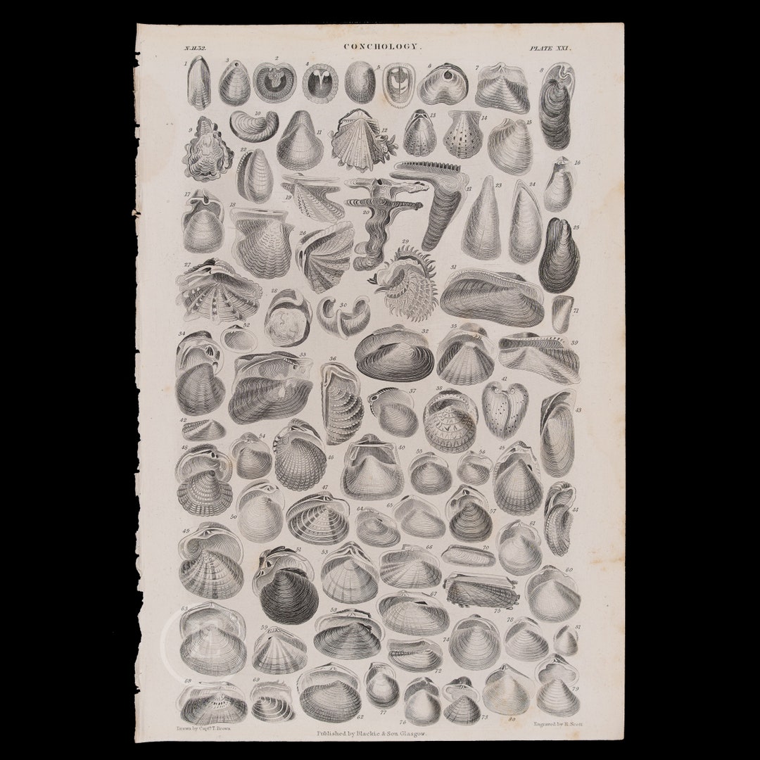 Conchology: Shell, Mussel, Sea Life, Sea Shell, Conch - Rare Original ...