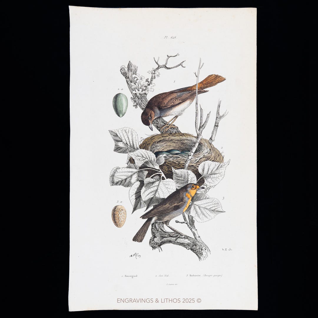 1846 NIGHTINGALE and ROBIN – Original Engraving From Guerin Natural ...