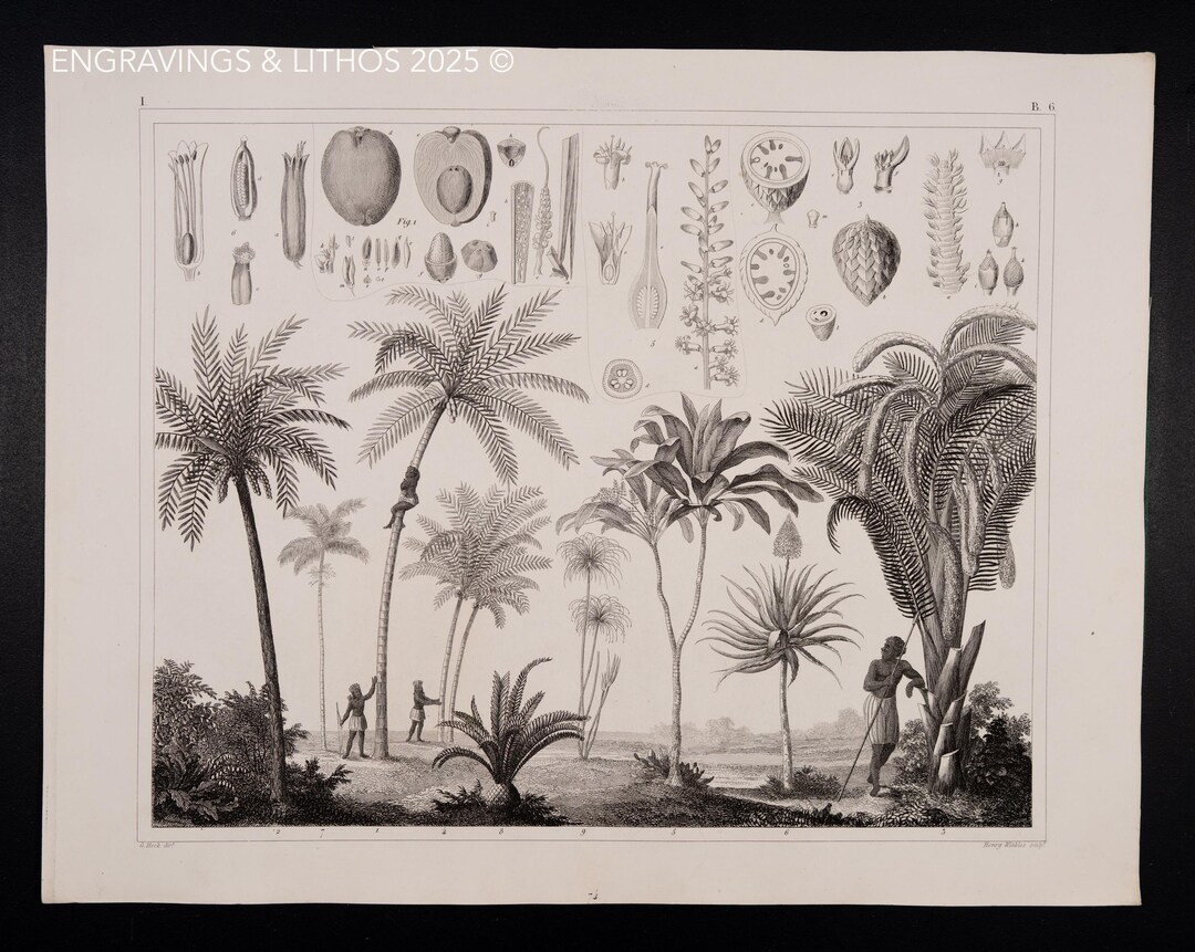 1849 PALM TREES and TROPICAL Fruits – Antique Engraving – Original ...