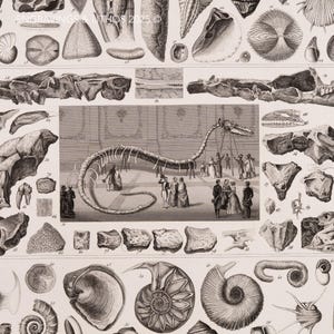 1849 DINOSAUR BONES and FOSSILS – Antique Engraving – Original German ...