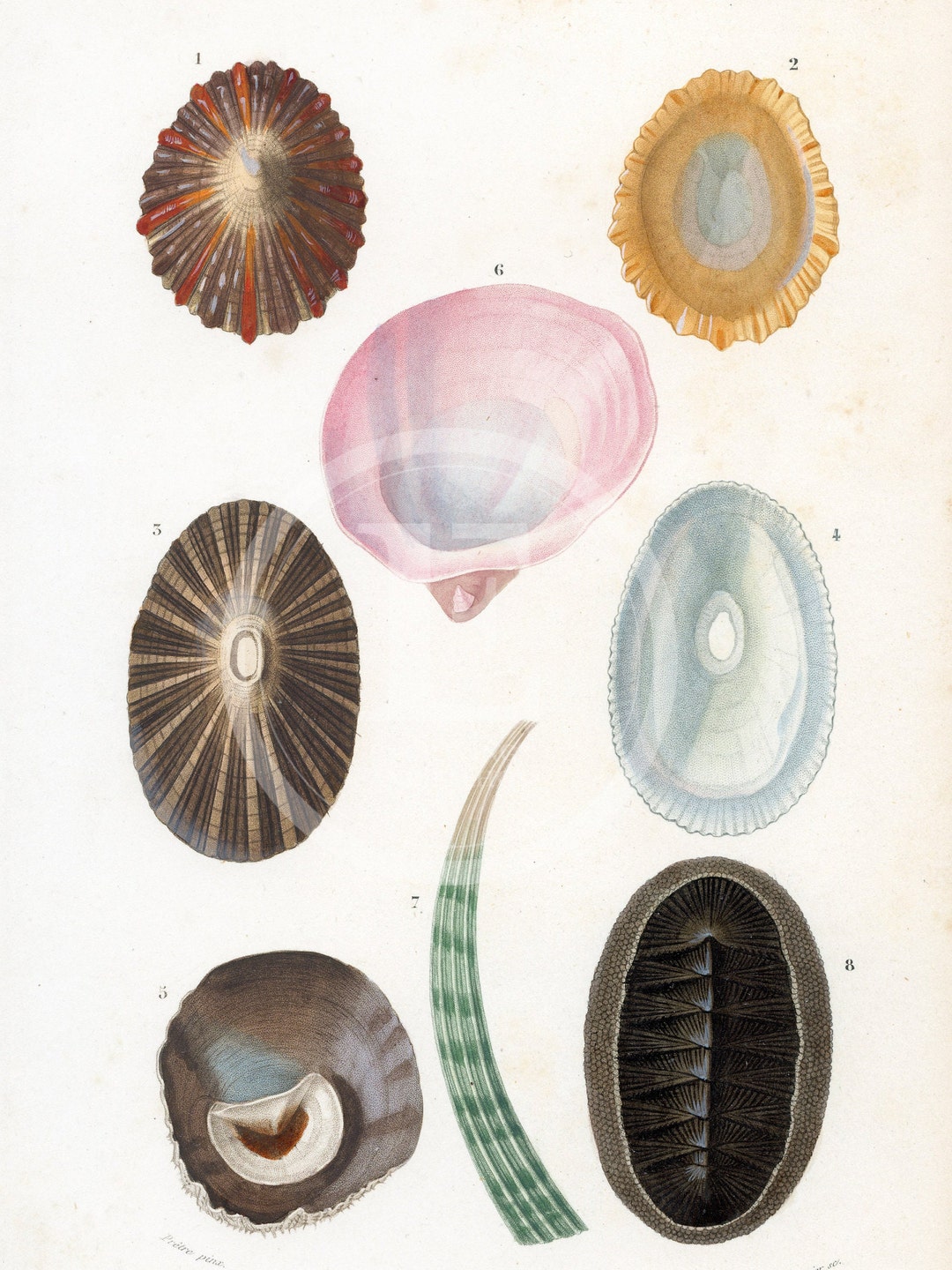 1849 Different Types of Mollusk: Conchs, Abalone, Shells - Dictionnaire ...
