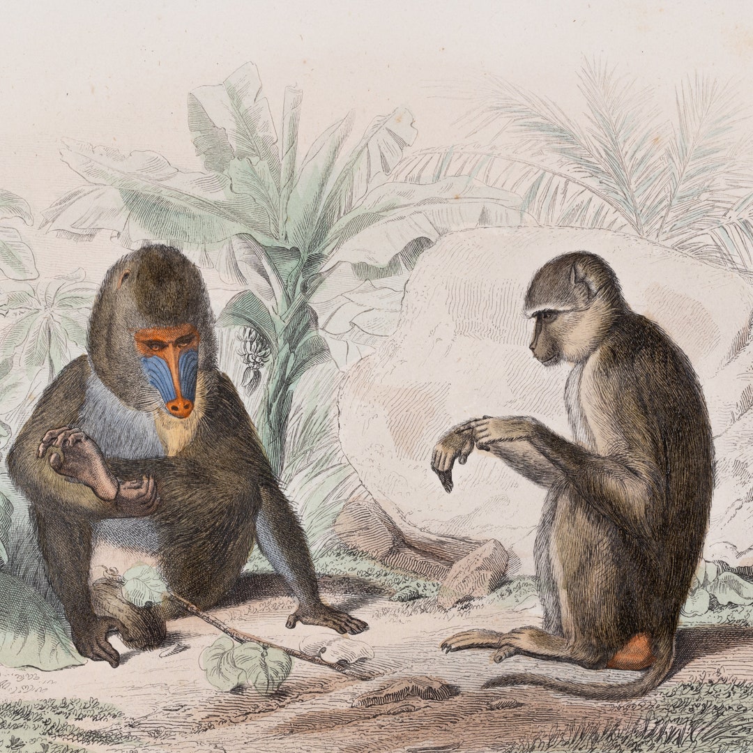 Mandrill, Young Baboon / Hand-colored Plate From "ouvres Complete De ...