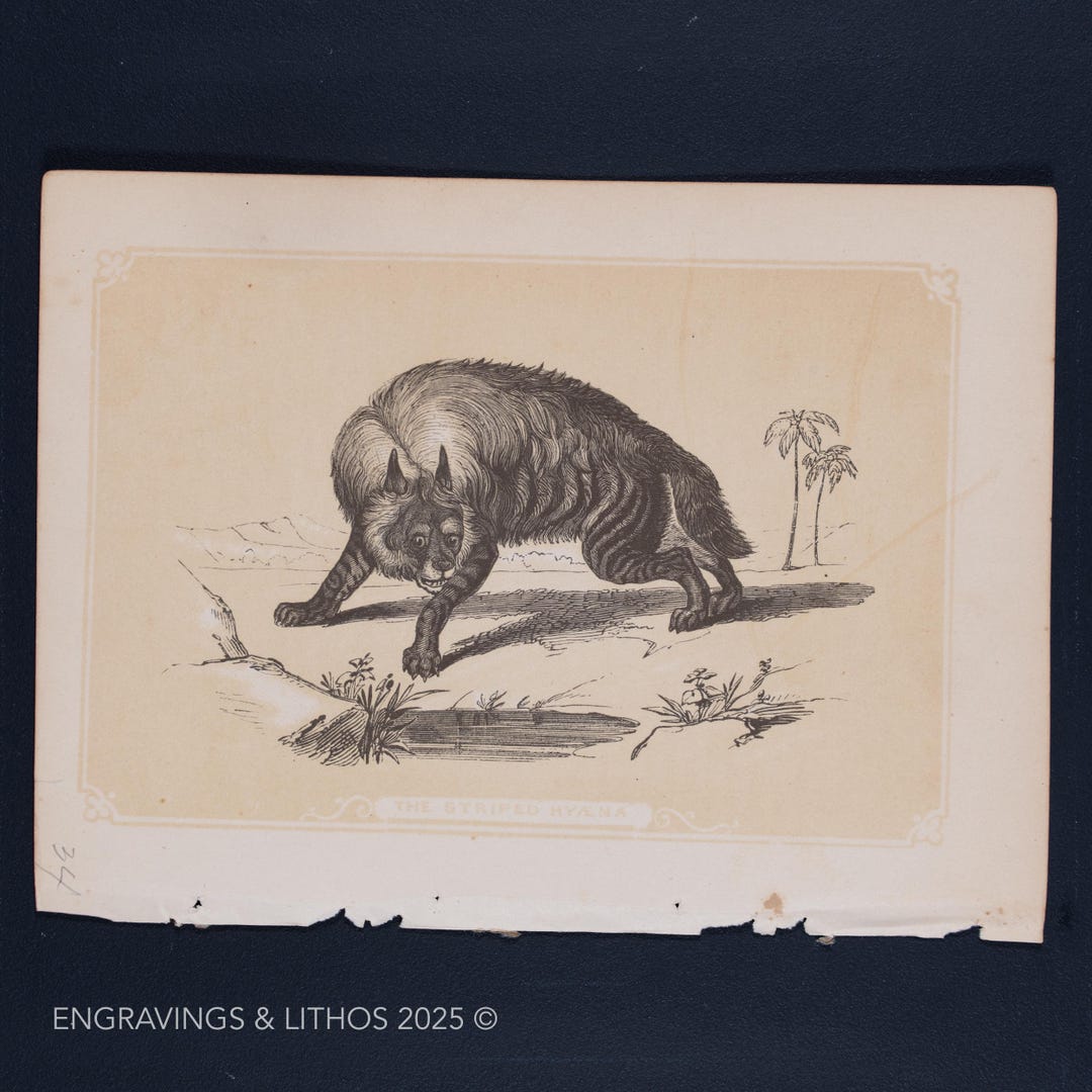 1851 THE STRIPED HYENA – Antique Lithograph – Original the Natural ...